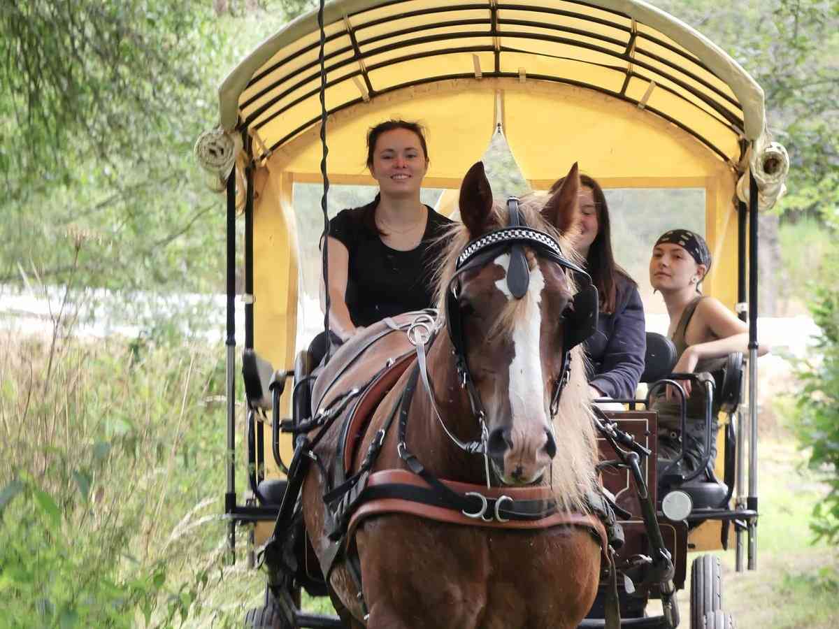 La fontaine de Barenton | Guide de Brocéliande