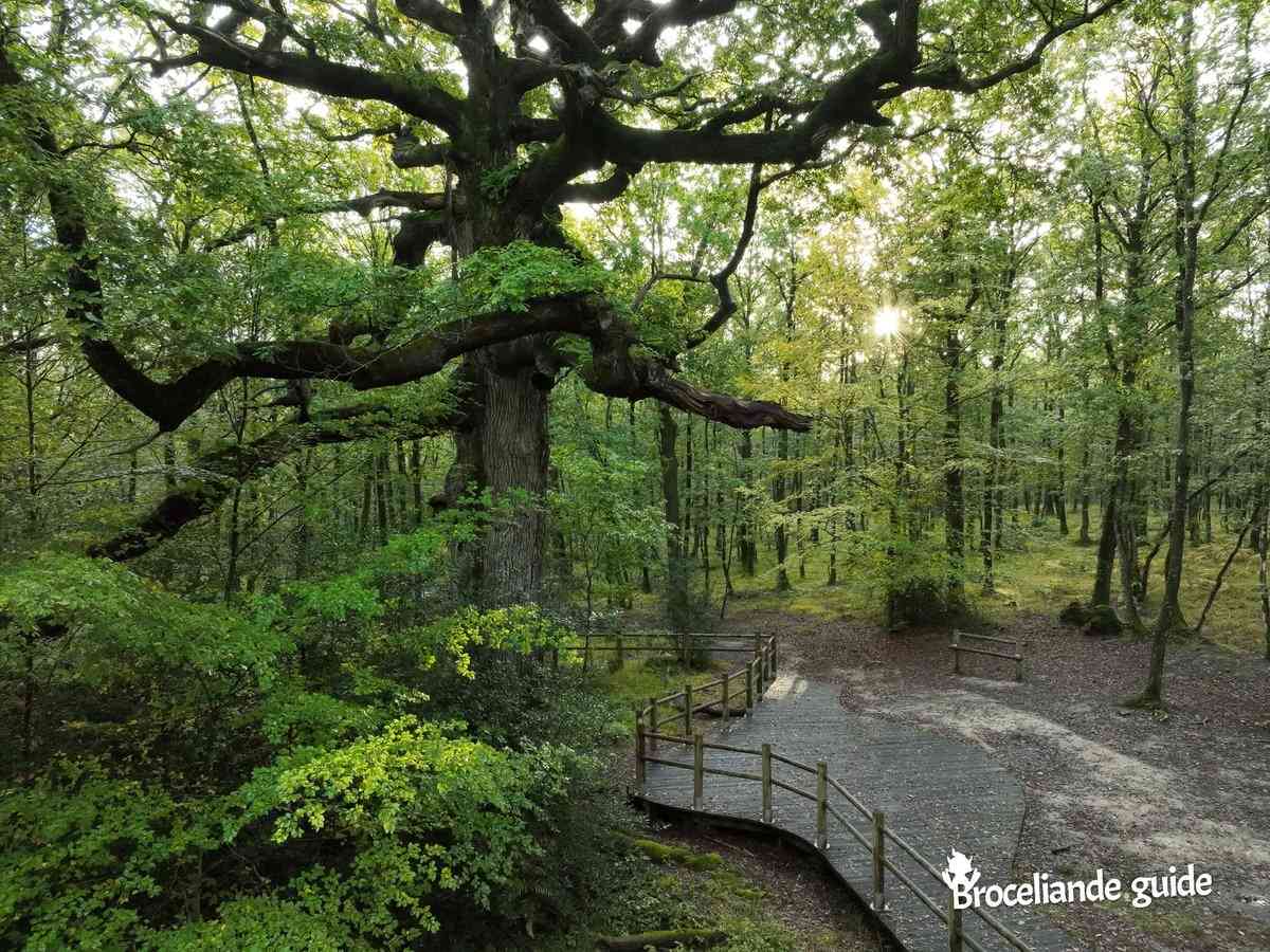 La forêt de Brocéliande | Guide de Brocéliande