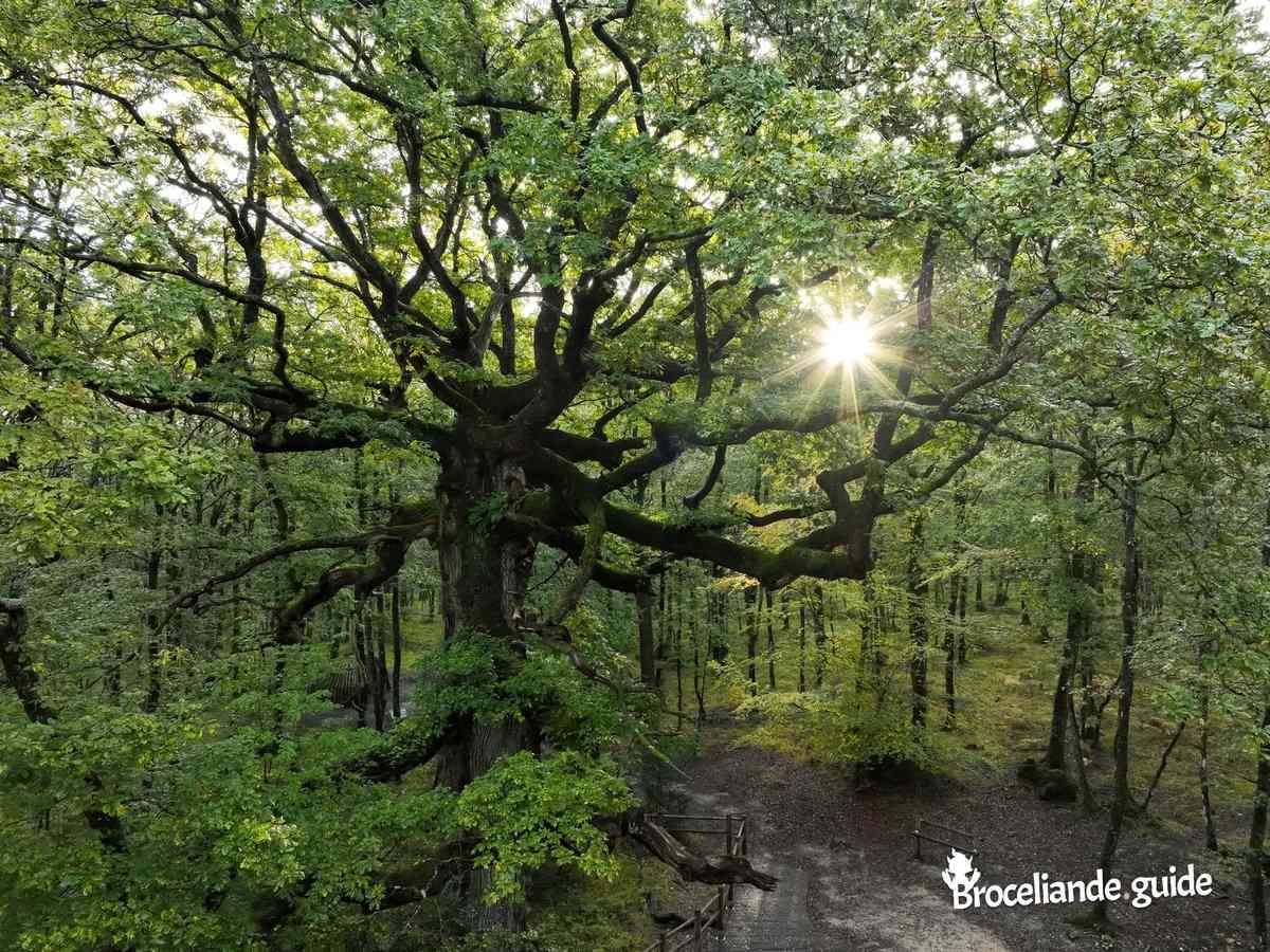 60 min • 3,5 km Balade sur la Boucle de Merlin | Guide de Brocéliande