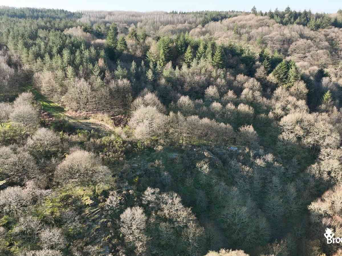 Merlin en Brocéliande | Guide de Brocéliande